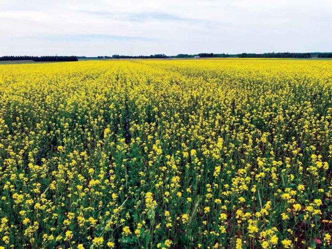 Climate Smart Farming Programs